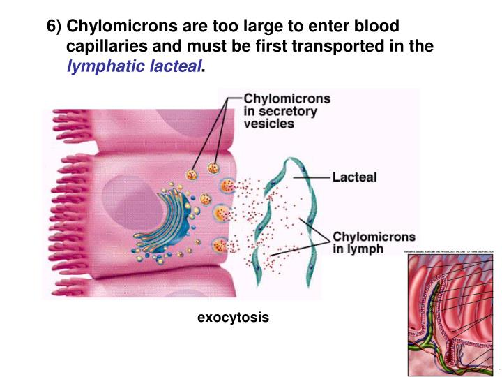 PPT - Gastrointestinal Physiology PowerPoint Presentation - ID:2271735