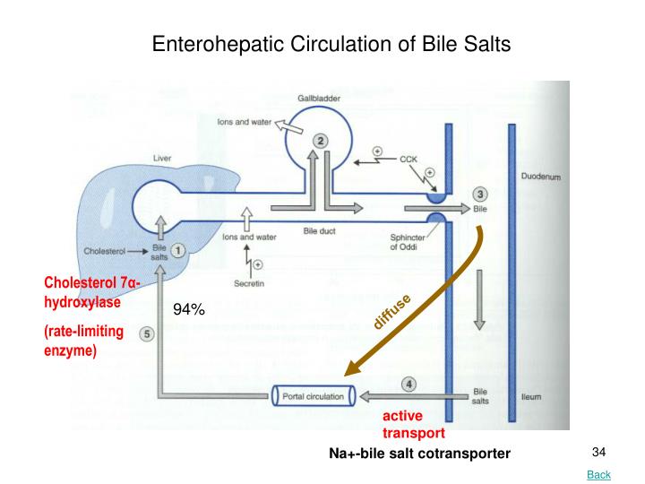 PPT - Gastrointestinal Physiology PowerPoint Presentation - ID:2271735
