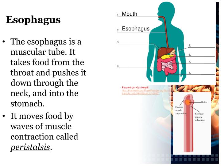 PPT - The Digestive System PowerPoint Presentation - ID:2271793