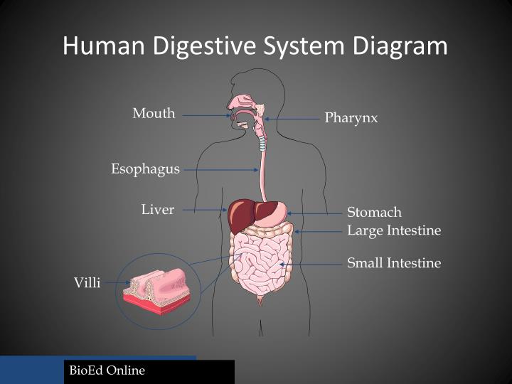 PPT - Animal Nutrition PowerPoint Presentation - ID:2271796