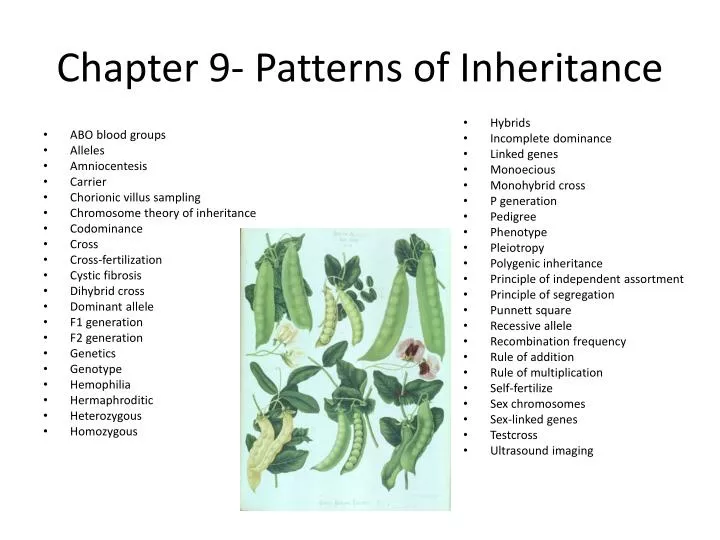 PPT - Chapter 9- Patterns of Inheritance PowerPoint Presentation, free download - ID:2271857