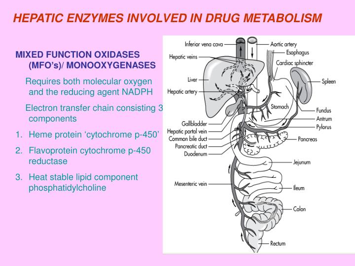 PPT - FIRST-PASS METABOLISM,BIOAVAILABILITY PowerPoint Presentation ...