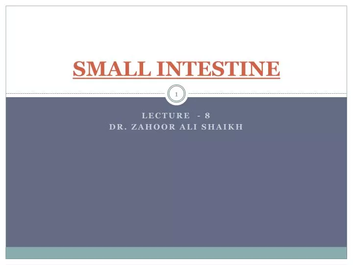 PPT - SMALL INTESTINE PowerPoint Presentation, free download - ID:2271939