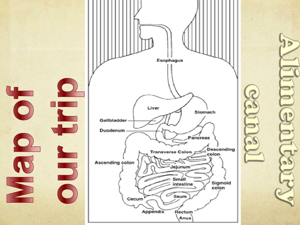 PPT - Welcome to the luxury tour Through the digestive system ...