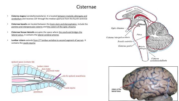 PPT - MENINGES AND CEREBROSPINAL FLUID PowerPoint Presentation - ID:2272009