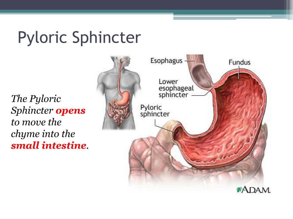 Ppt Digestive System Ii Powerpoint Presentation Free Download Id2272091