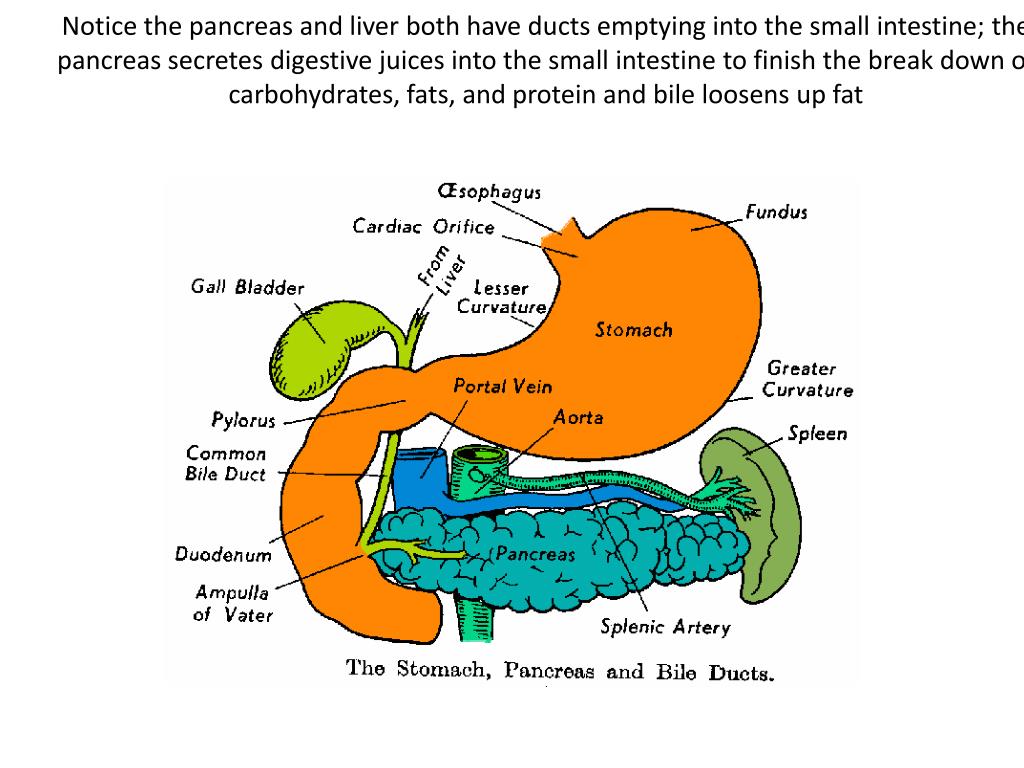PPT - The Digestive System- the digestion of food begins in the mouth ...