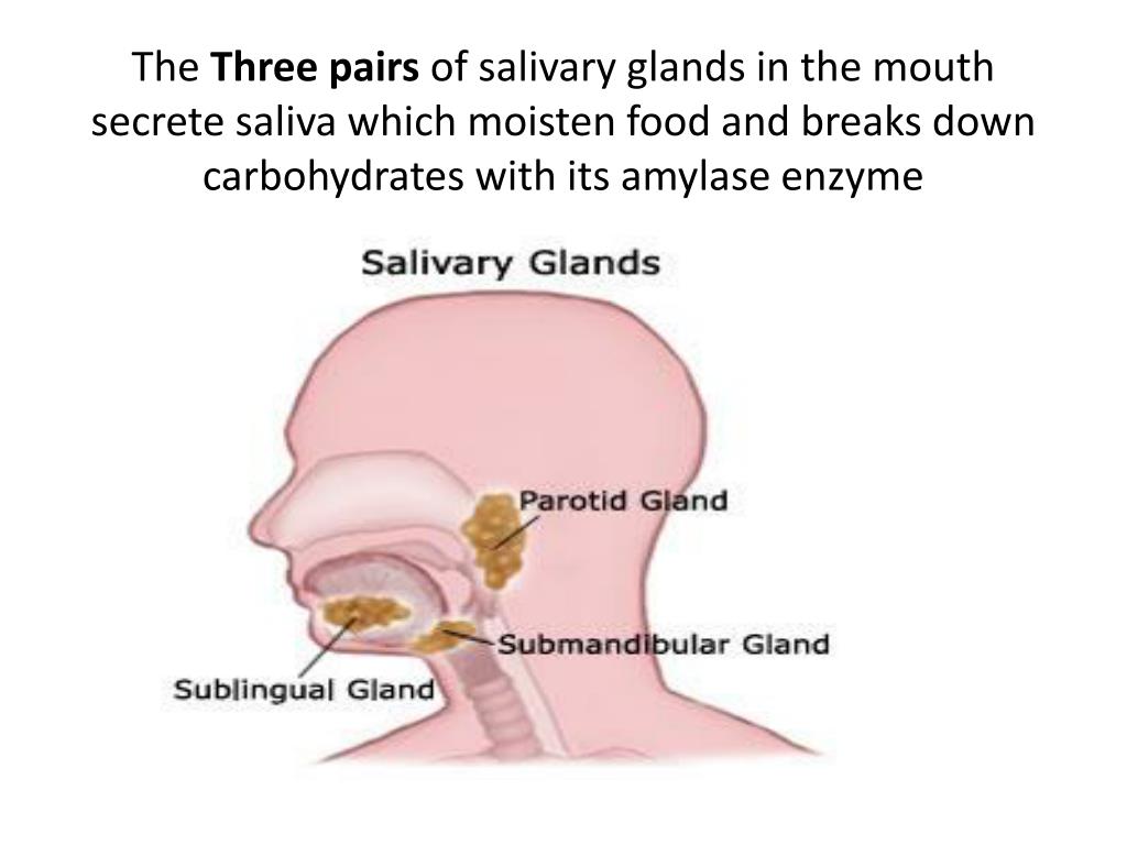 PPT - The Digestive System- the digestion of food begins in the mouth ...