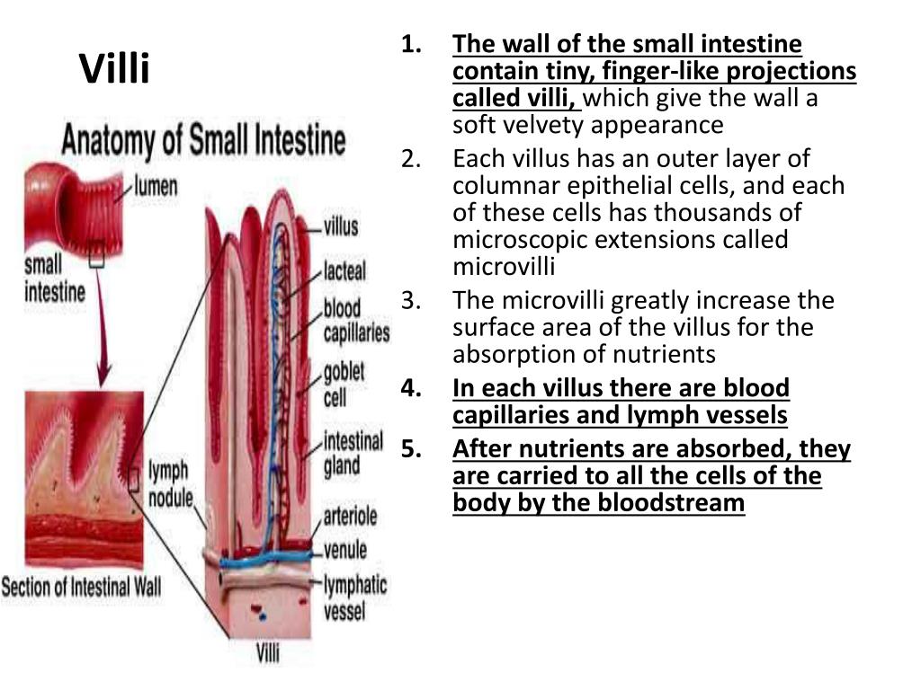PPT - The Digestive System- the digestion of food begins in the mouth ...
