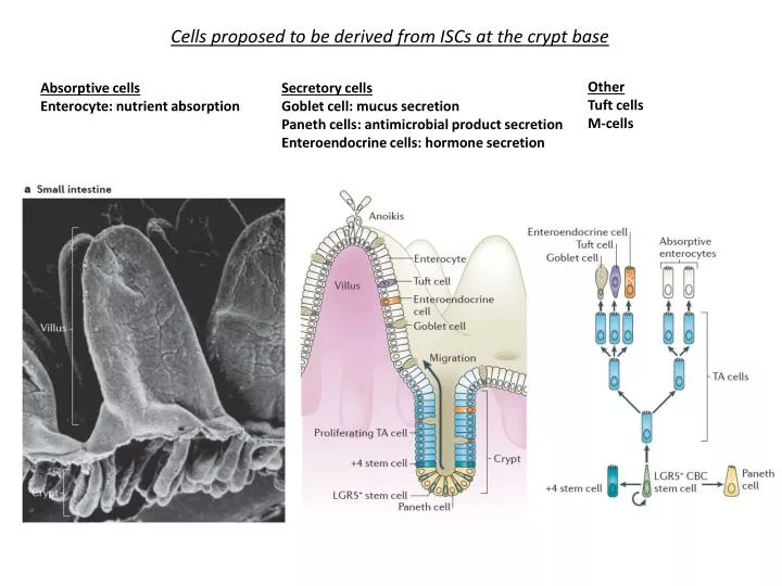 PPT - Absorptive cells Enterocyte : nutrient absorption PowerPoint ...