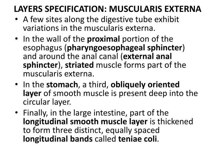PPT - ALIMENTARY TRACT PowerPoint Presentation - ID:2272322