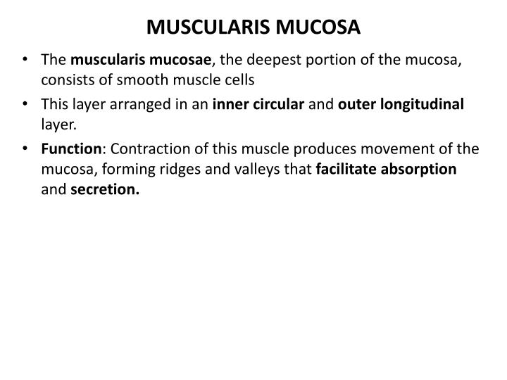 PPT - ALIMENTARY TRACT PowerPoint Presentation - ID:2272322