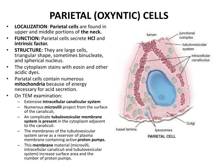 PPT - ALIMENTARY TRACT PowerPoint Presentation - ID:2272322