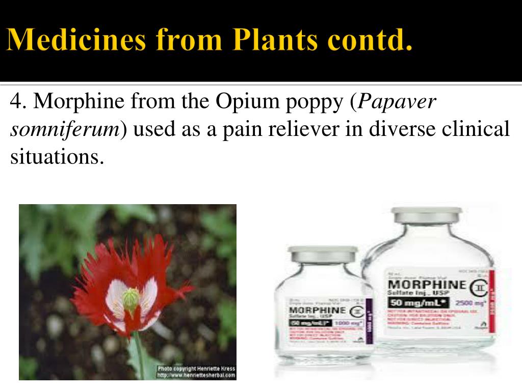 PPT - Biodiversity and Availability of Medicines By Isma’eel Umar Yunus ...