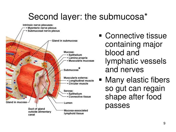 PPT - The Digestive Tract PowerPoint Presentation - ID:2272586