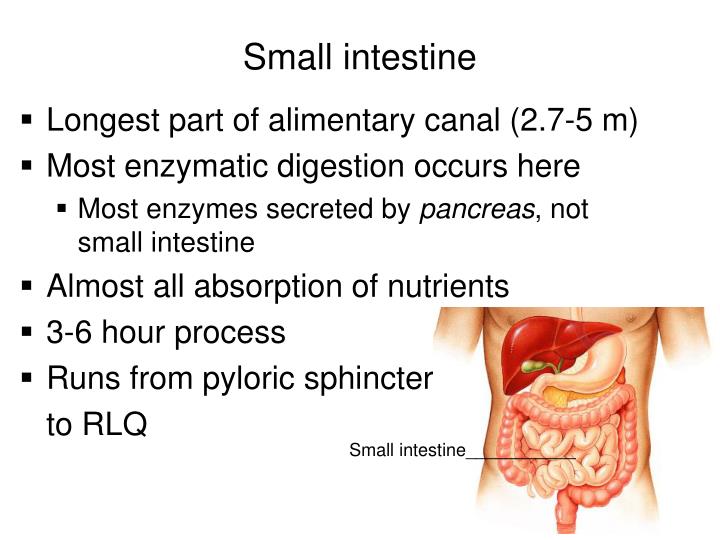 PPT - The Digestive Tract PowerPoint Presentation - ID:2272586