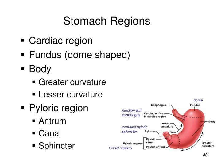 PPT - The Digestive Tract PowerPoint Presentation - ID:2272586