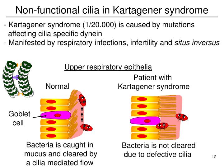 PPT - Cytoskeleton, cell growth, apoptosis and disease PowerPoint ...