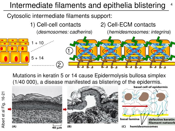 PPT - Cytoskeleton, cell growth, apoptosis and disease PowerPoint ...