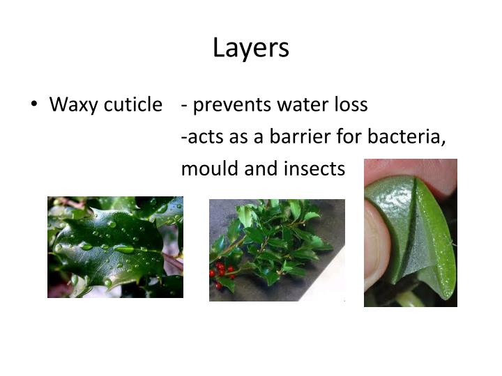 PPT - 12.2 Leaves PowerPoint Presentation - ID:2273253