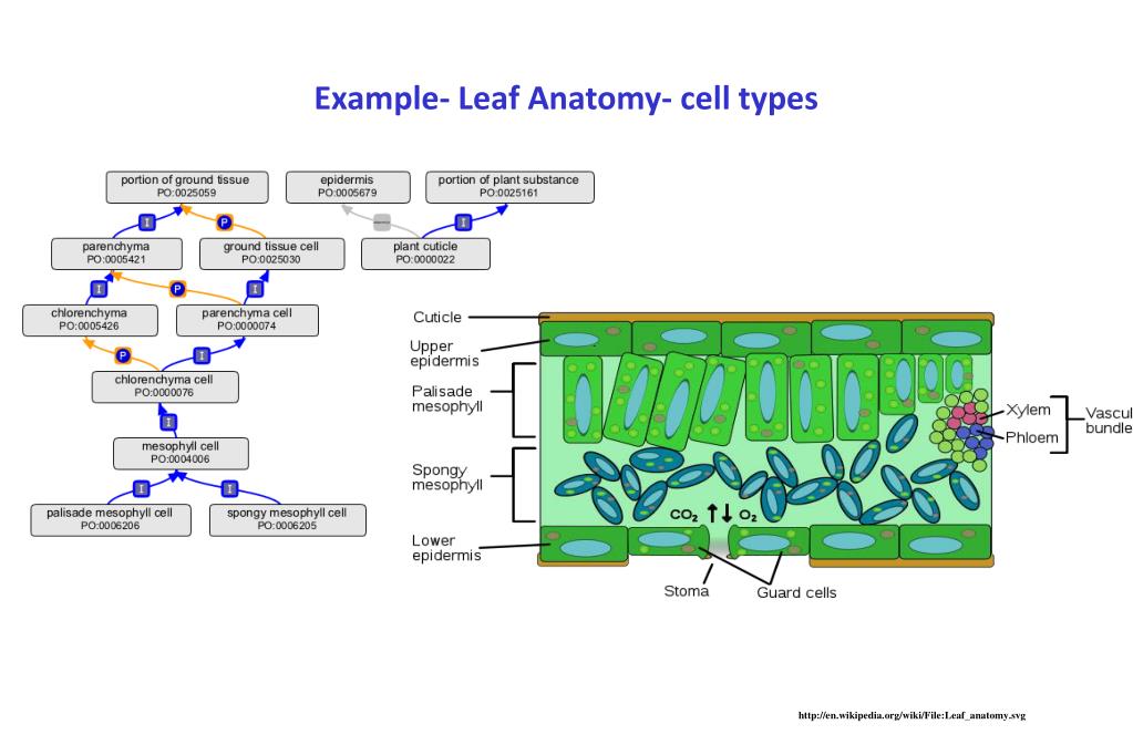 PPT - The Plant Ontology A Resource for Plant Genomics PowerPoint ...