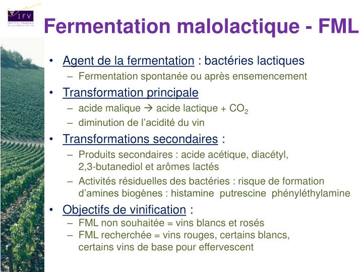 PPT - Œnologie Transformation du raisin en vin PowerPoint Presentation ...