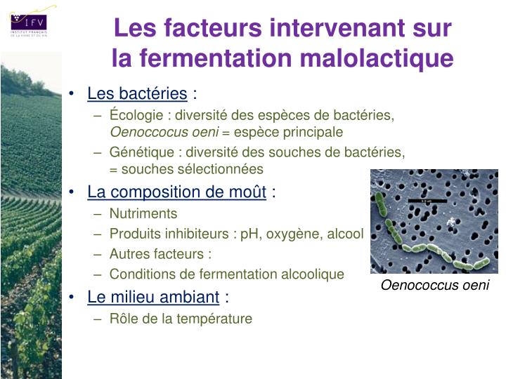 PPT - Œnologie Transformation du raisin en vin PowerPoint Presentation ...