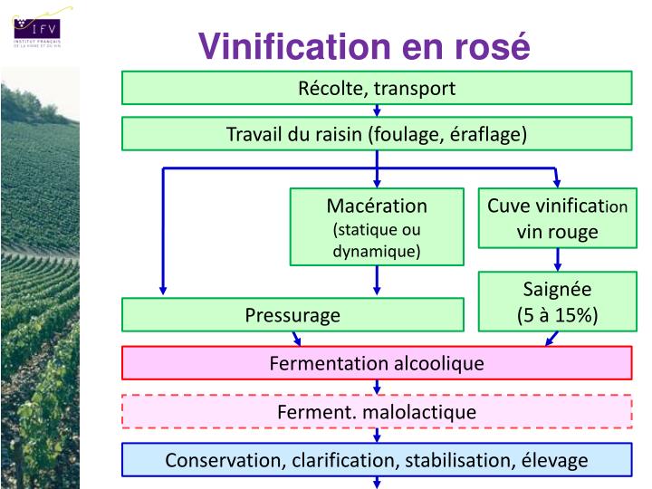 PPT - Œnologie Transformation du raisin en vin PowerPoint Presentation - ID:2273479