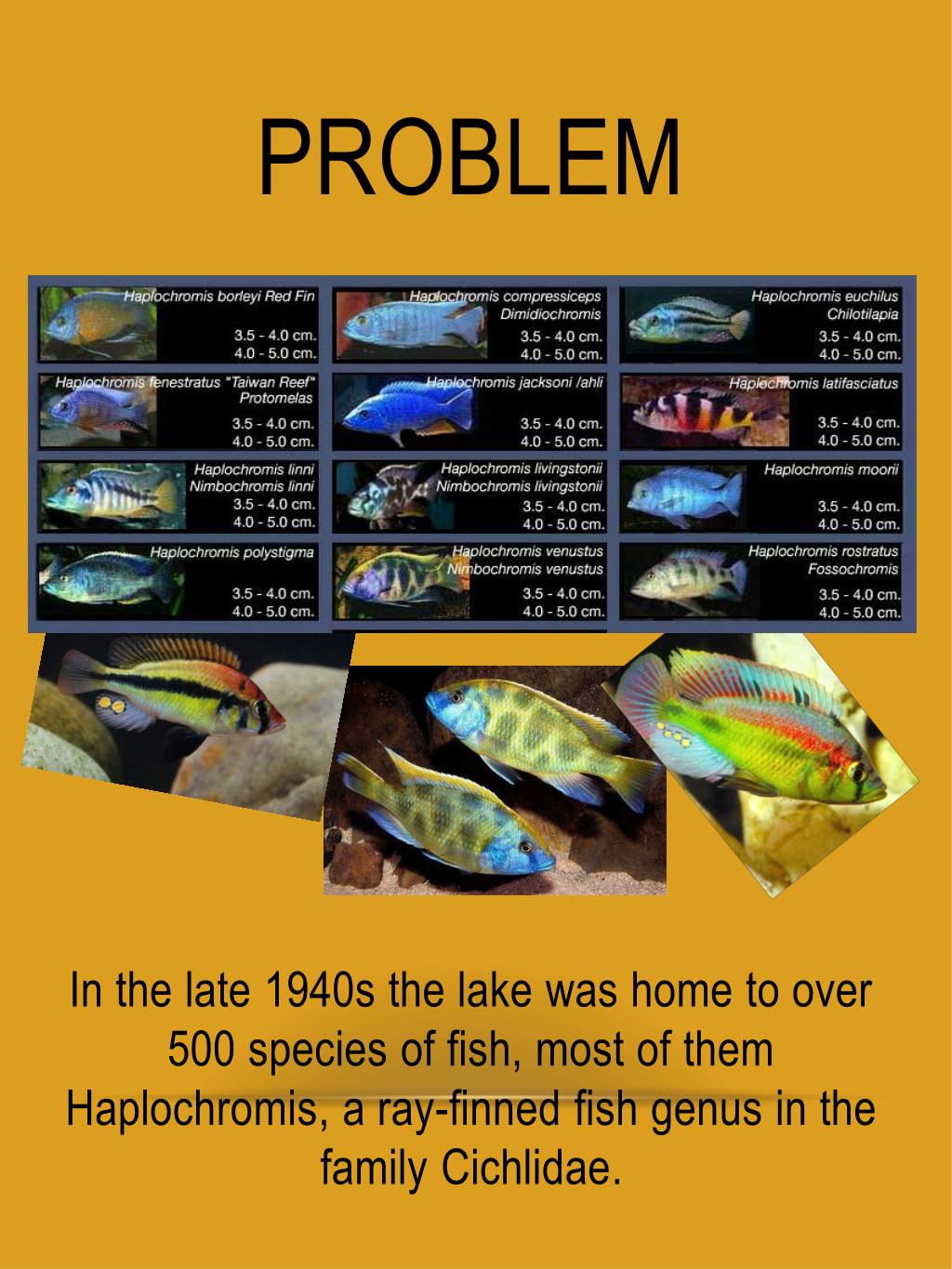 PPT - NILE PERCH ( Lates Niloticus ) IN LAKE VICTORIA PowerPoint ...