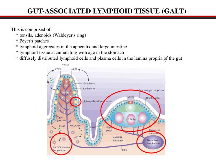 PPT - Innate and Adaptive Immunity PowerPoint Presentation - ID:2274059