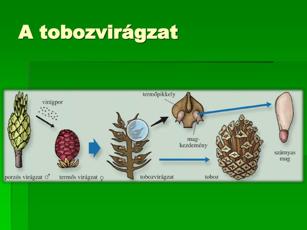 PPT - A virágos vagy magvas növények PowerPoint Presentation, free ...