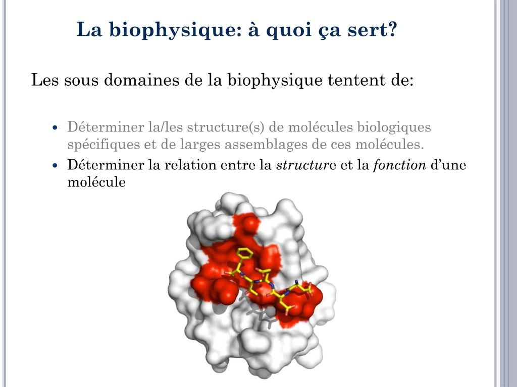 PPT - La biophysique théorique Les protéines, pas toujours bonnes pour ...