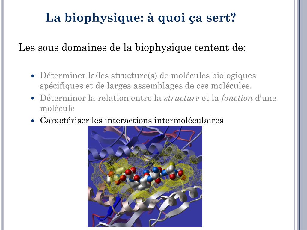 PPT - La biophysique théorique Les protéines, pas toujours bonnes pour ...