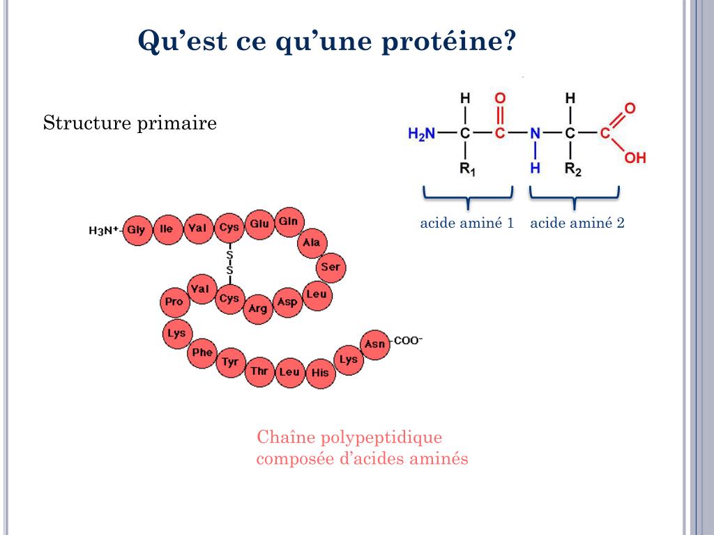 PPT - La biophysique théorique Les protéines, pas toujours bonnes pour ...