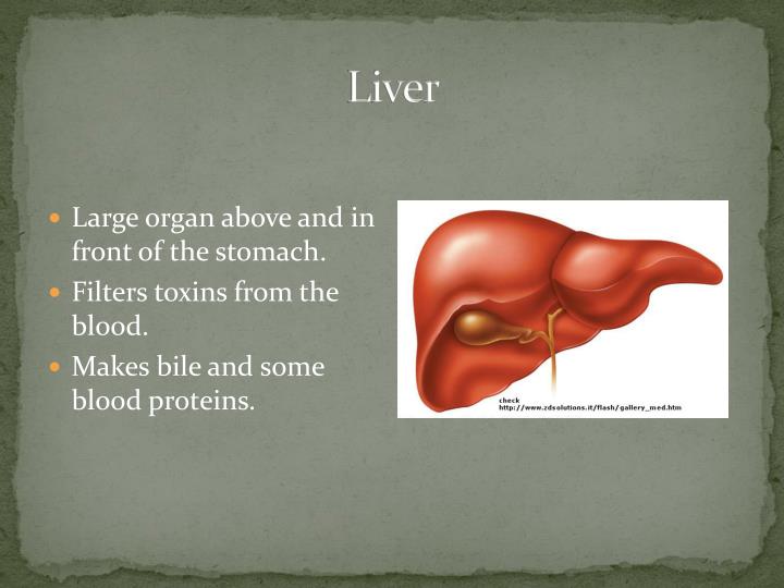 PPT - Digestive System PowerPoint Presentation - ID:2274193