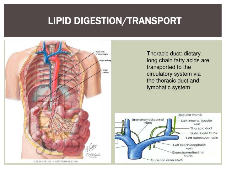 PPT - Chylothorax PowerPoint Presentation - ID:2274201