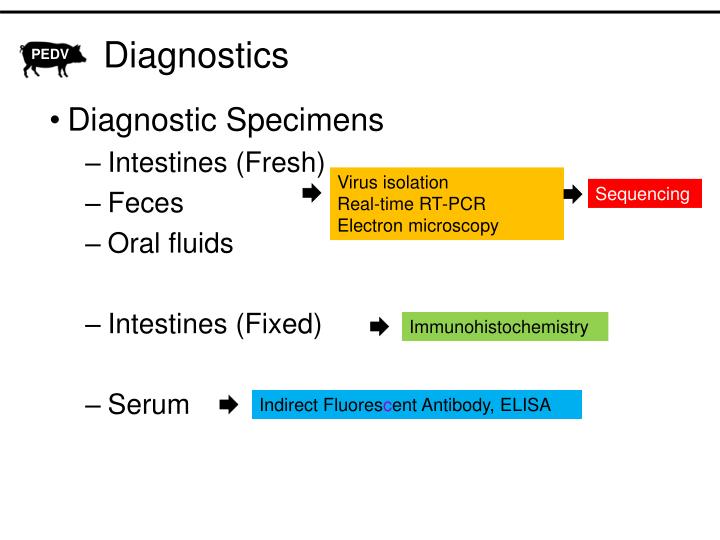 PPT - Porcine Epidemic Diarrhea Virus (PEDV) background and current ...