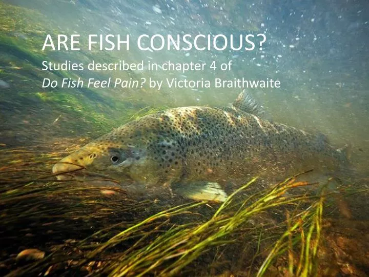 PPT - ARE FISH CONSCIOUS? Studies described in chapter 4 of Do Fish ...