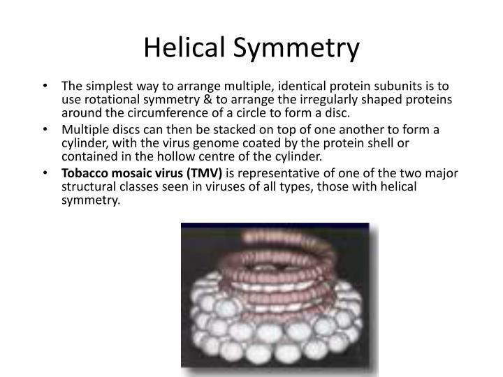 PPT - Virus Structure PowerPoint Presentation - ID:2274590