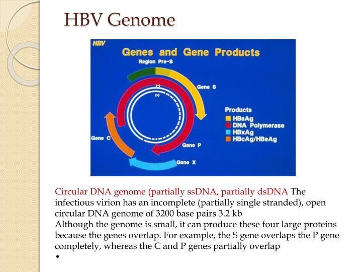 PPT - Hepatitis B Virus PowerPoint Presentation - ID:2274709