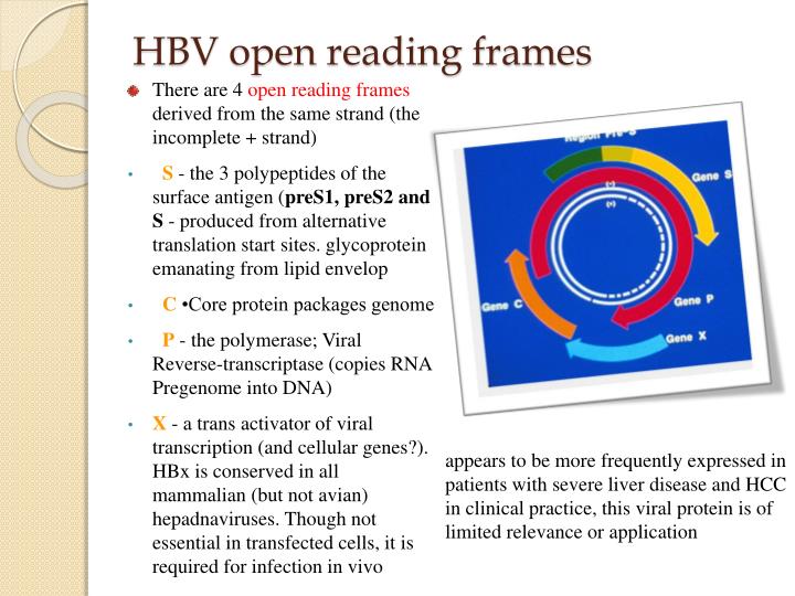 PPT - Hepatitis B Virus PowerPoint Presentation - ID:2274709