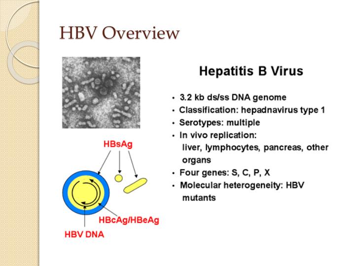 PPT - Hepatitis B Virus PowerPoint Presentation - ID:2274709