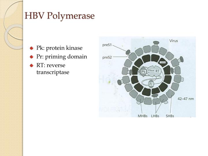 PPT - Hepatitis B Virus PowerPoint Presentation - ID:2274709
