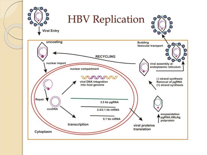 PPT - Hepatitis B Virus PowerPoint Presentation - ID:2274709