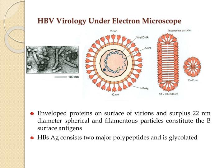 PPT - Hepatitis B Virus PowerPoint Presentation - ID:2274709