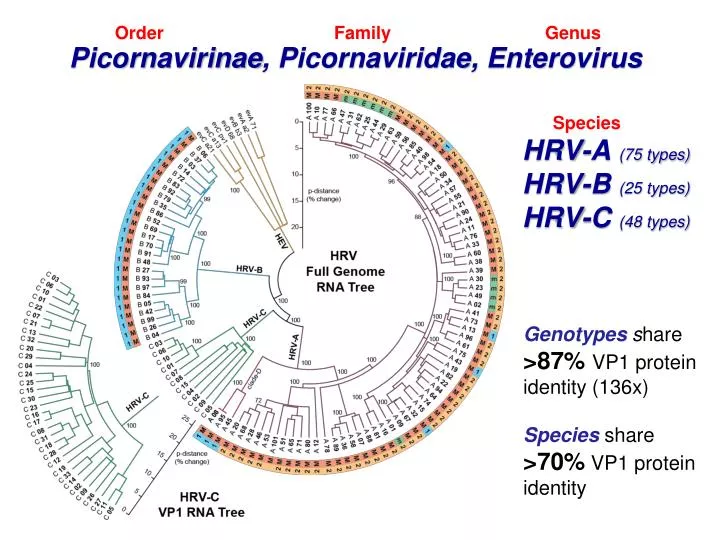 PPT - Picornavirinae , Picornaviridae , Enterovirus PowerPoint ...