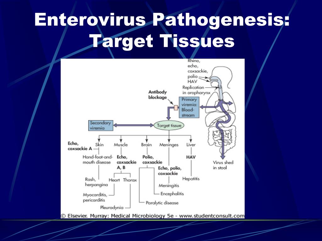 PPT - Understanding Plus-Strand RNA Viruses: Pathogenesis and ...