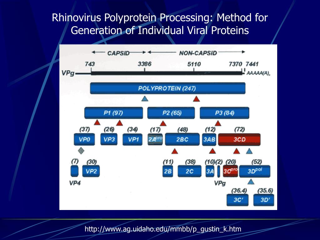 PPT - Understanding Plus-Strand RNA Viruses: Pathogenesis and ...