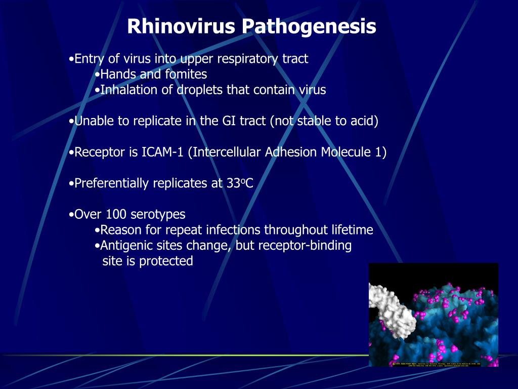 PPT - Understanding Plus-Strand RNA Viruses: Pathogenesis and ...