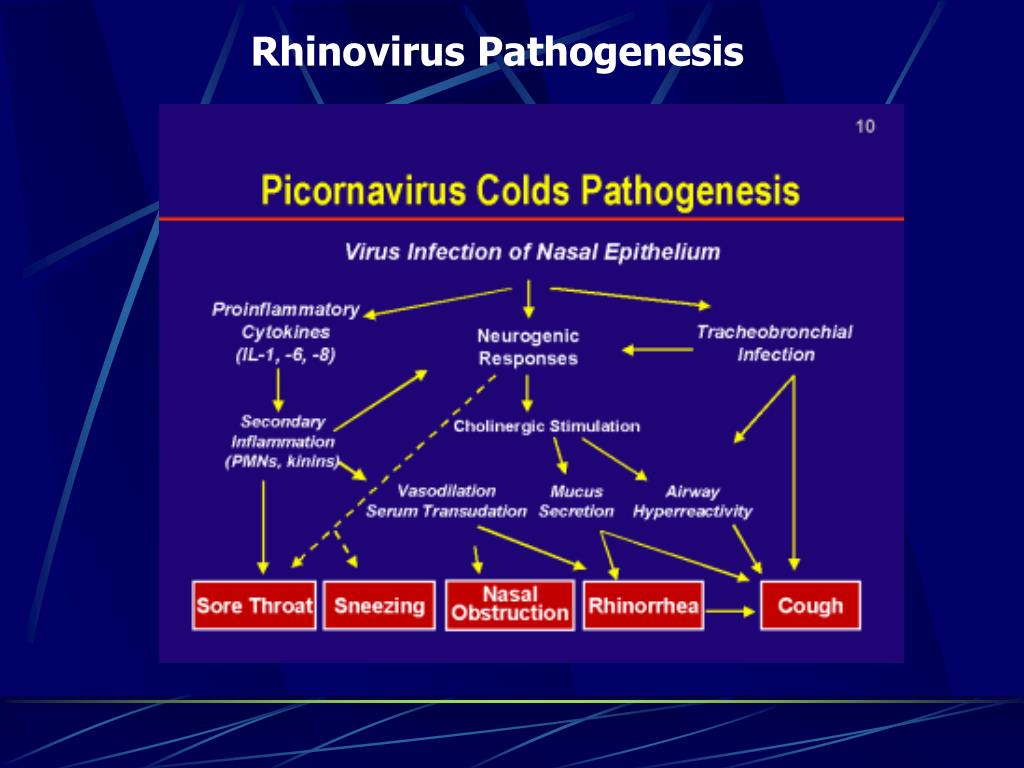 PPT - Understanding Plus-Strand RNA Viruses: Pathogenesis and ...